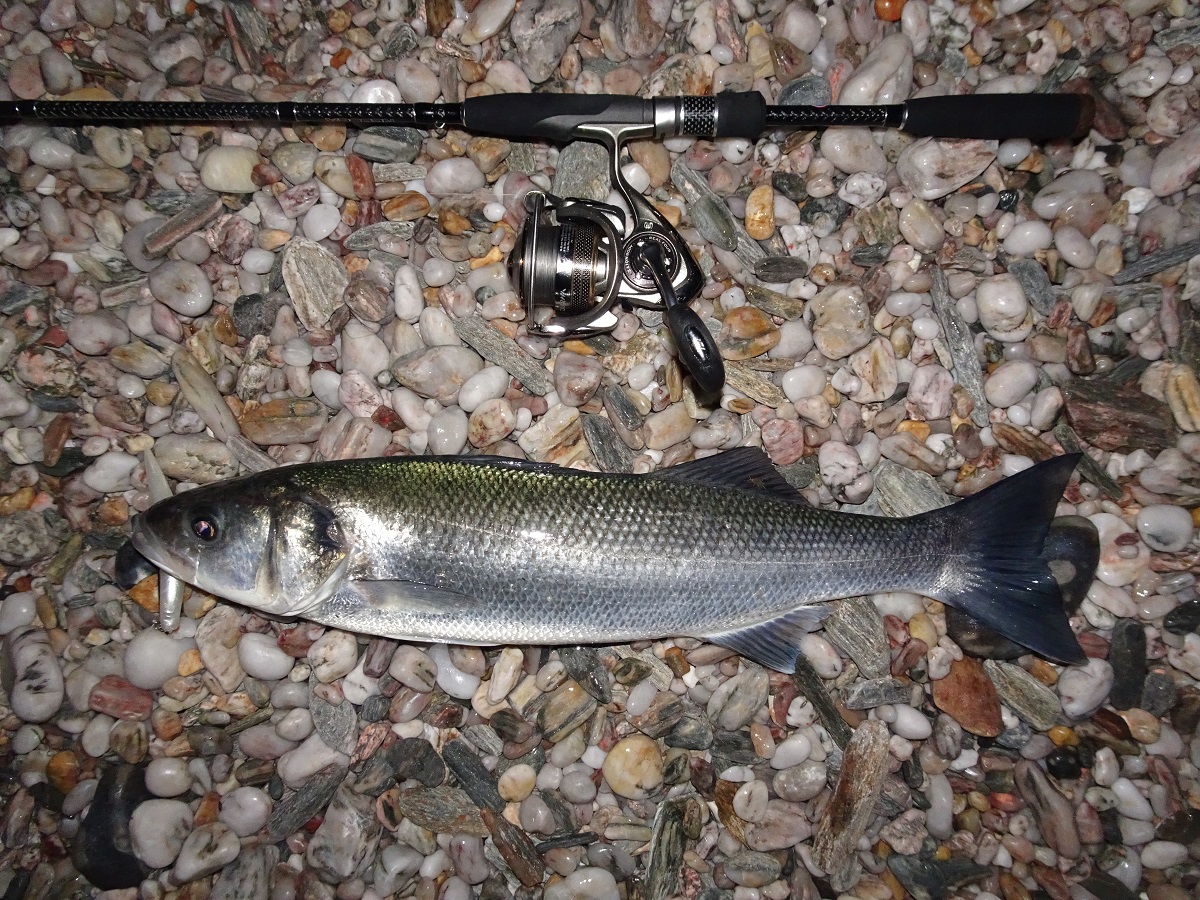 Client Catches – Three bass and bites galore! – South Devon Bass Guide Ltd