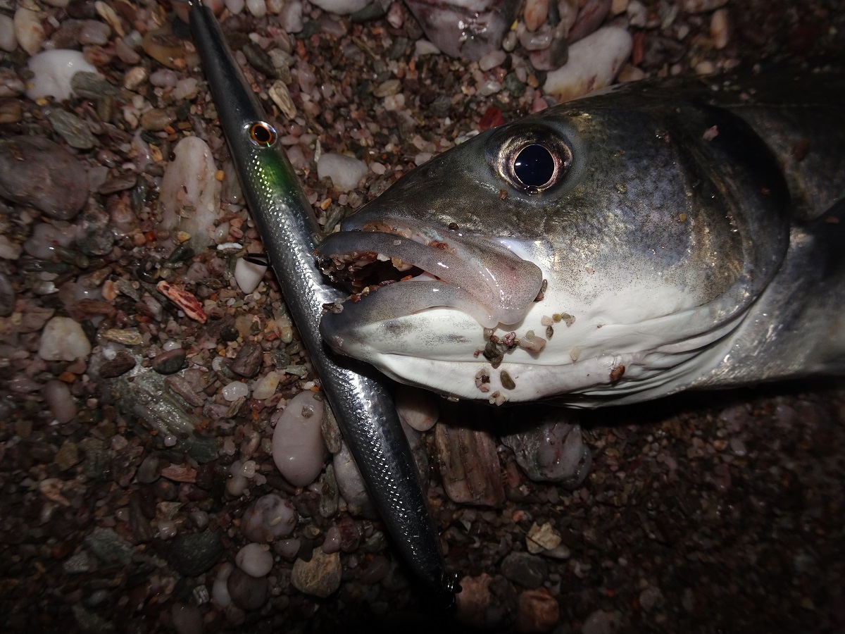 My Recent Catches – The night owl… – South Devon Bass Guide Ltd