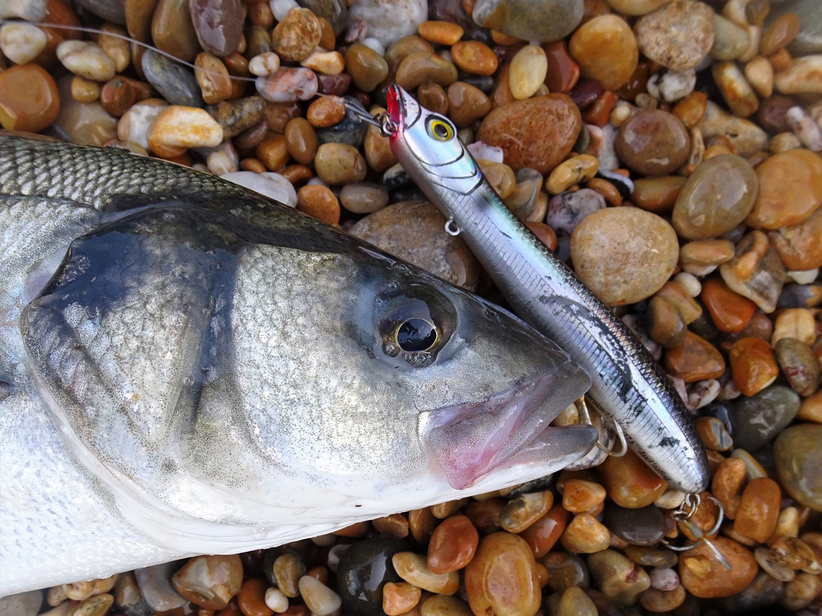 Client Catches – Top Water Tactics (Part 1) – South Devon Bass Guide Ltd