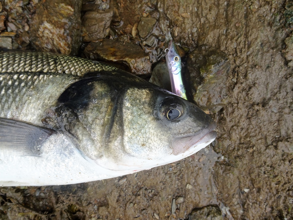 Client Catches – Odds-on favourite – South Devon Bass Guide Ltd