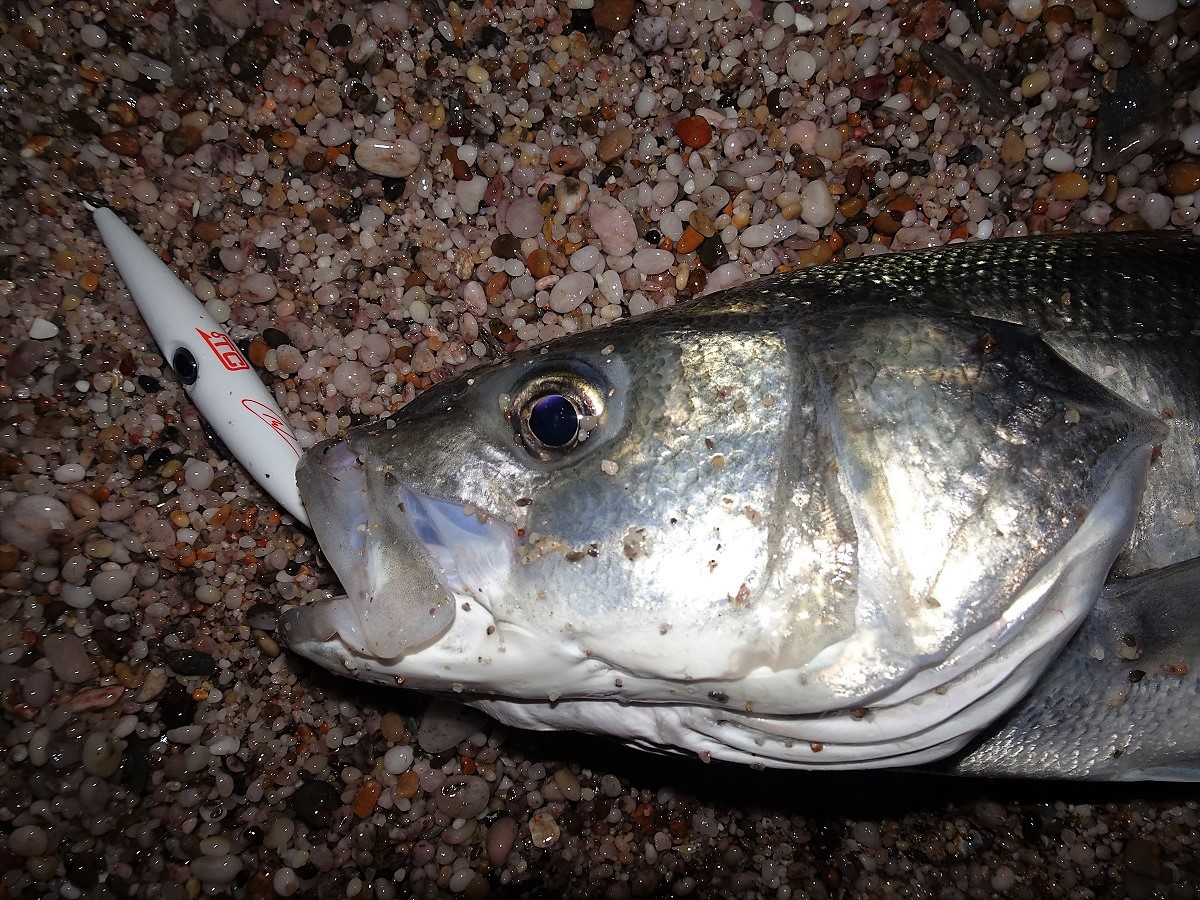 My Recent Catches – New lures, old methods… – South Devon Bass Guide Ltd