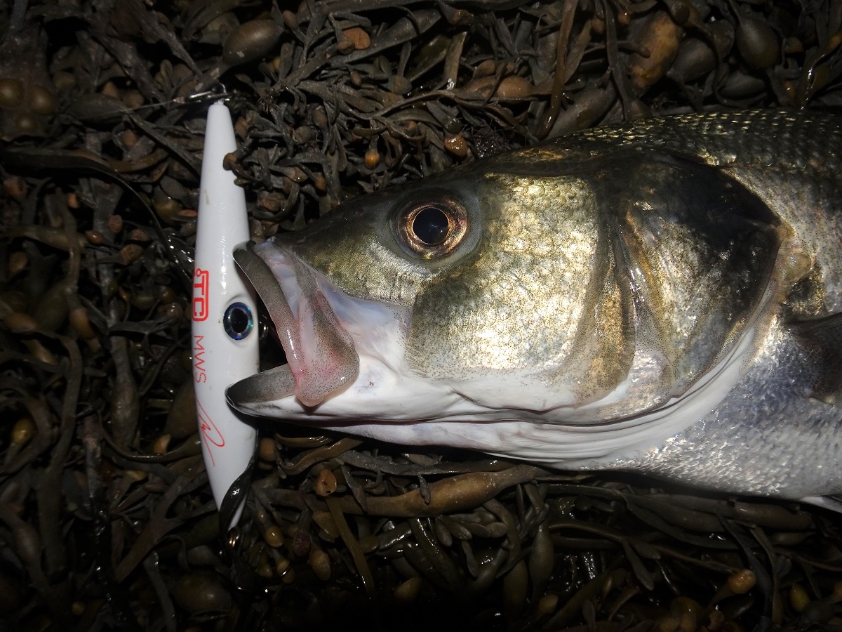 The MC Magnetic Weight Shifting ‘Surf’ Needlefish. – South Devon Bass ...