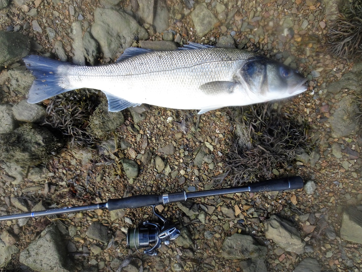 My Recent Catches – A ‘Purple Patch!’ – South Devon Bass Guide Ltd