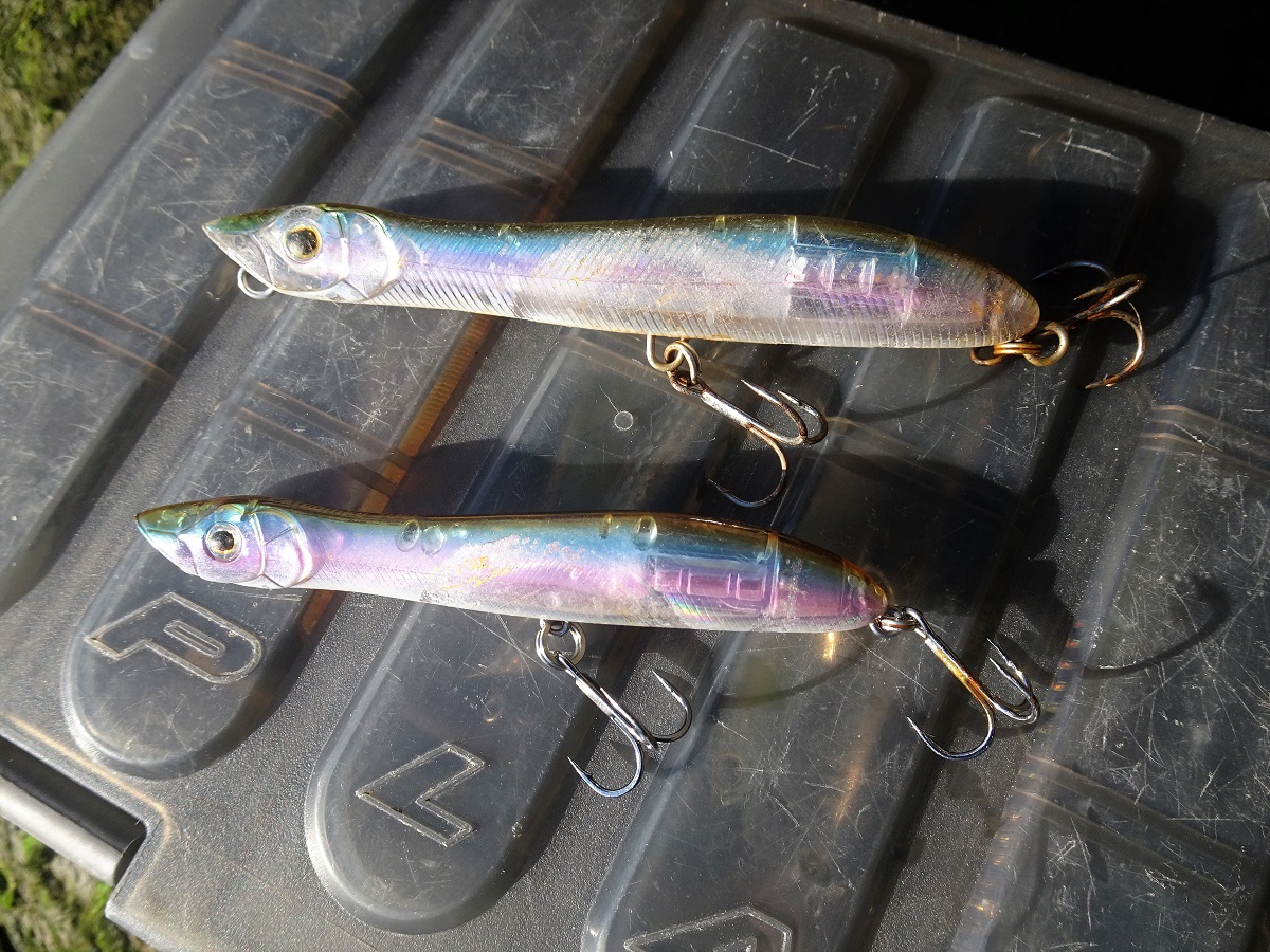 My Recent Catches – A ‘Purple Patch!’ – South Devon Bass Guide Ltd