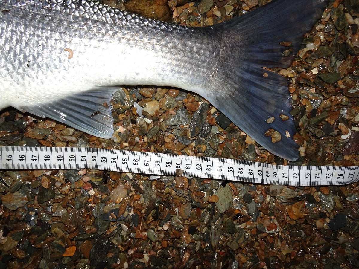 My Recent Catches – The March Marauder! – South Devon Bass Guide Ltd