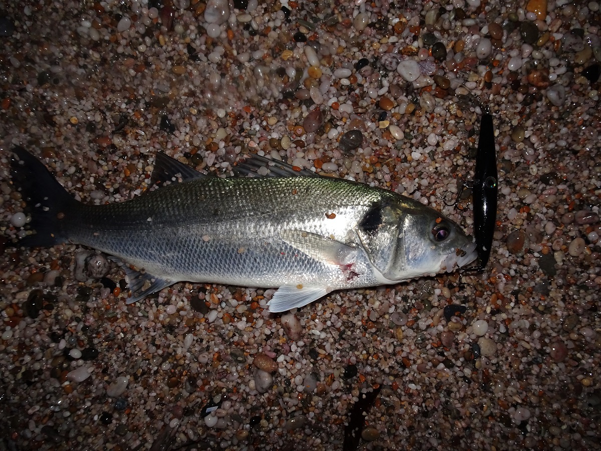 Client Catches – Sense or Sight? (Darkness) – South Devon Bass Guide Ltd