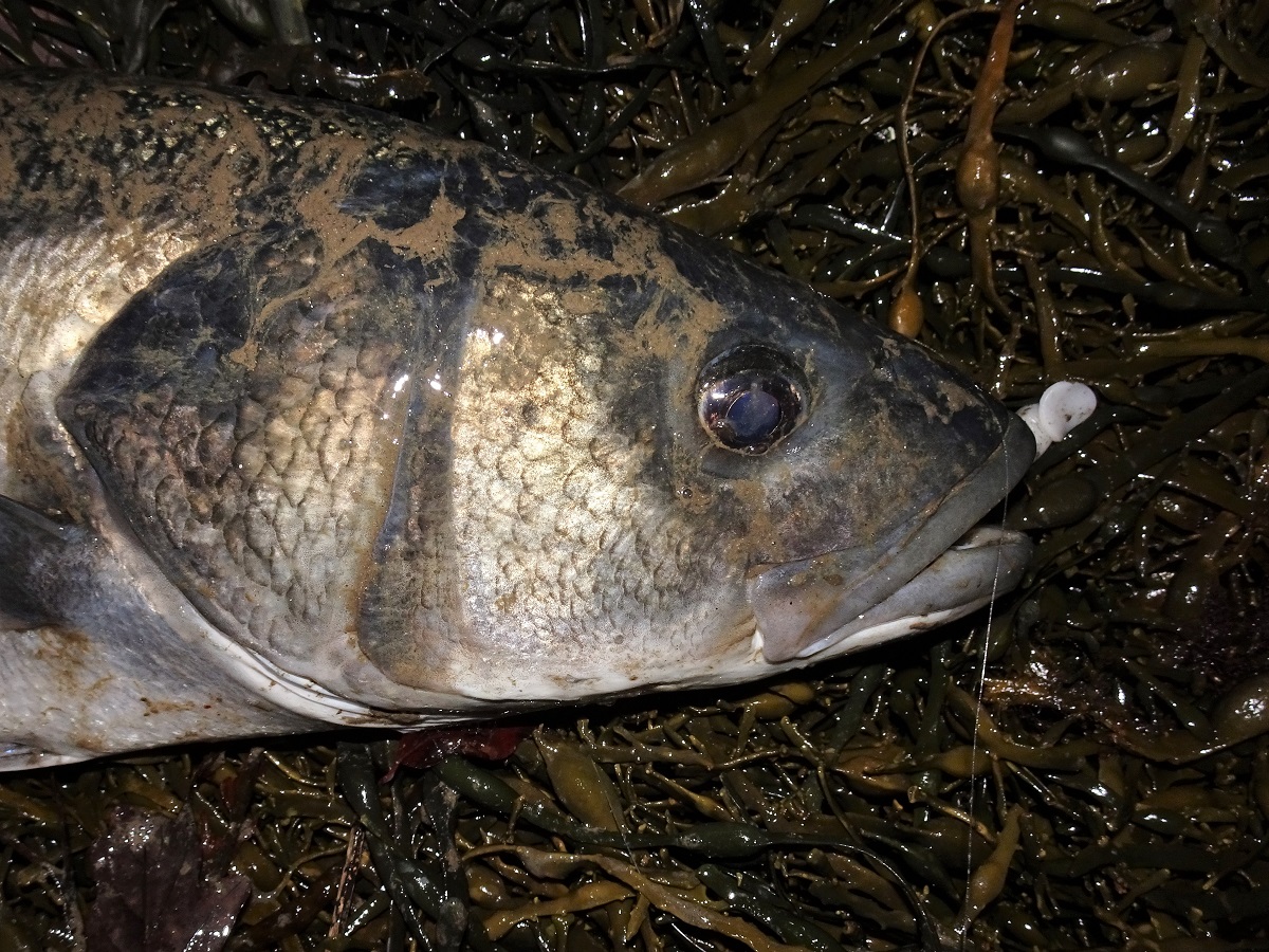 My first double-figure bass and a new PB! – South Devon Bass Guide Ltd