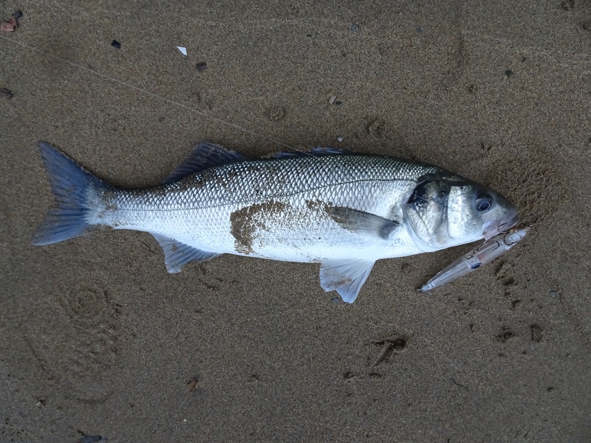 Marc Cowling ZIPP WAKE TC Lures – South Devon Bass Guide Ltd
