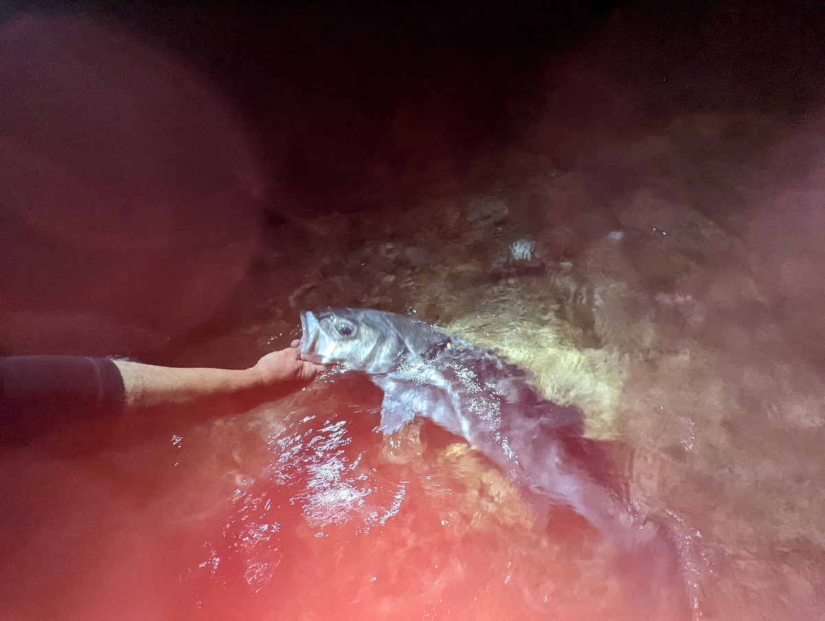 Client Catches – Gutters & Gravity Sticks – South Devon Bass Guide Ltd