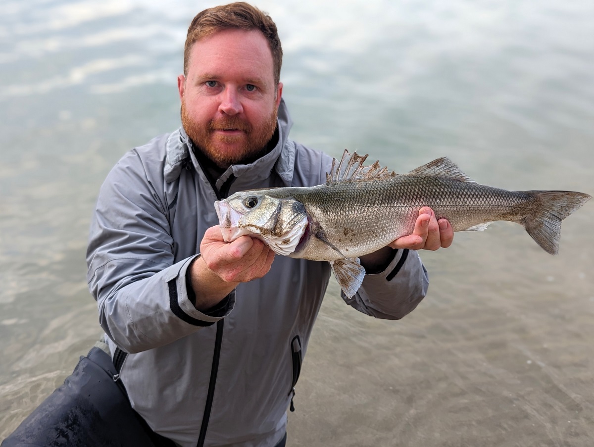 Our Recent Catches – The Constant Classic… – South Devon Bass Guide Ltd