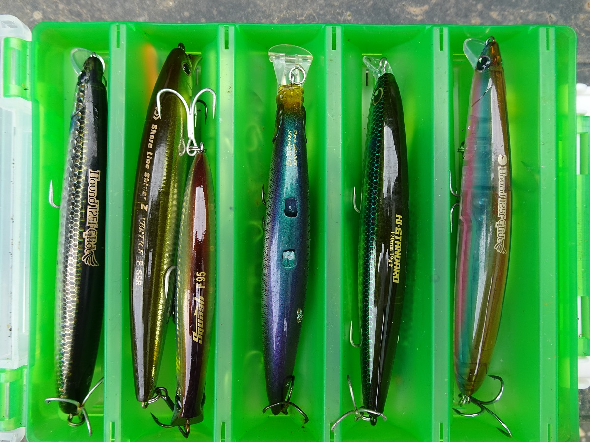 Our Recent Catches – The Constant Classic… – South Devon Bass Guide Ltd