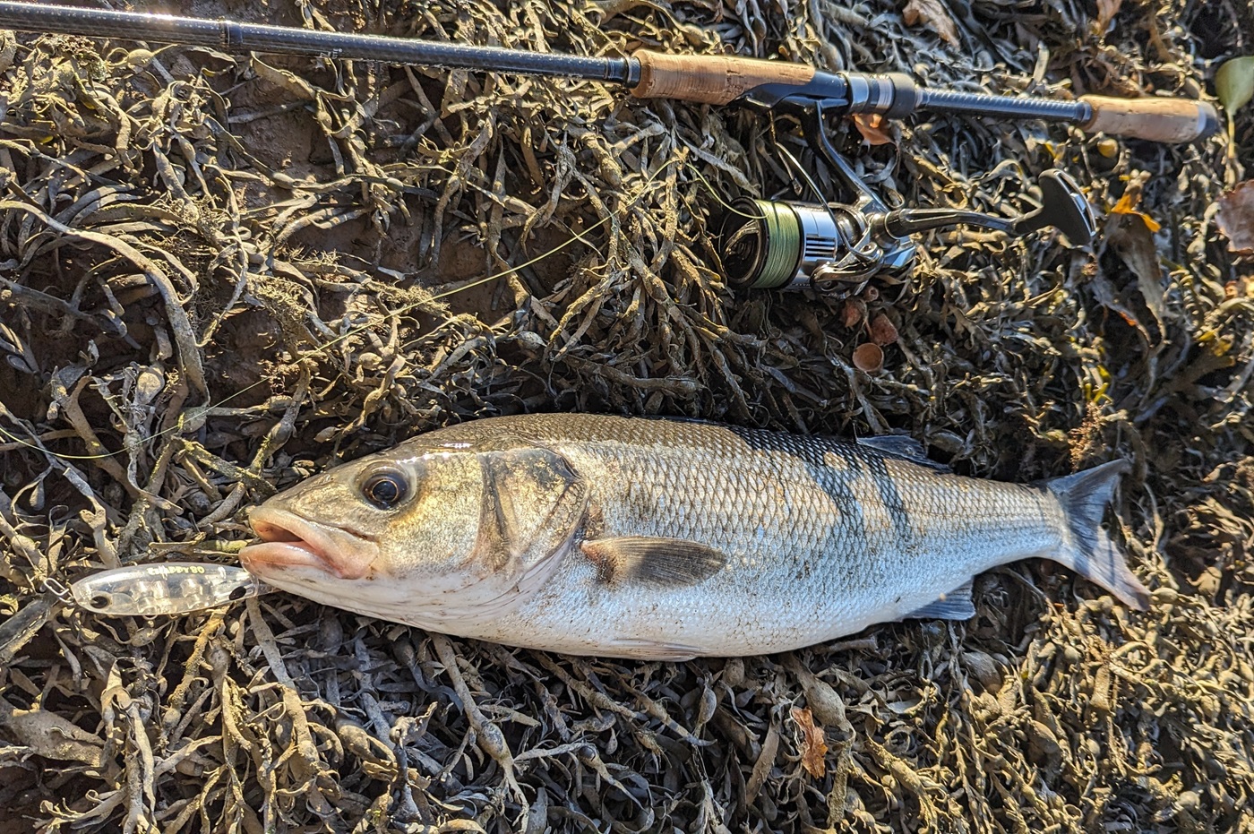 Client Catches – A Happy ‘Chappy’ – South Devon Bass Guide Ltd