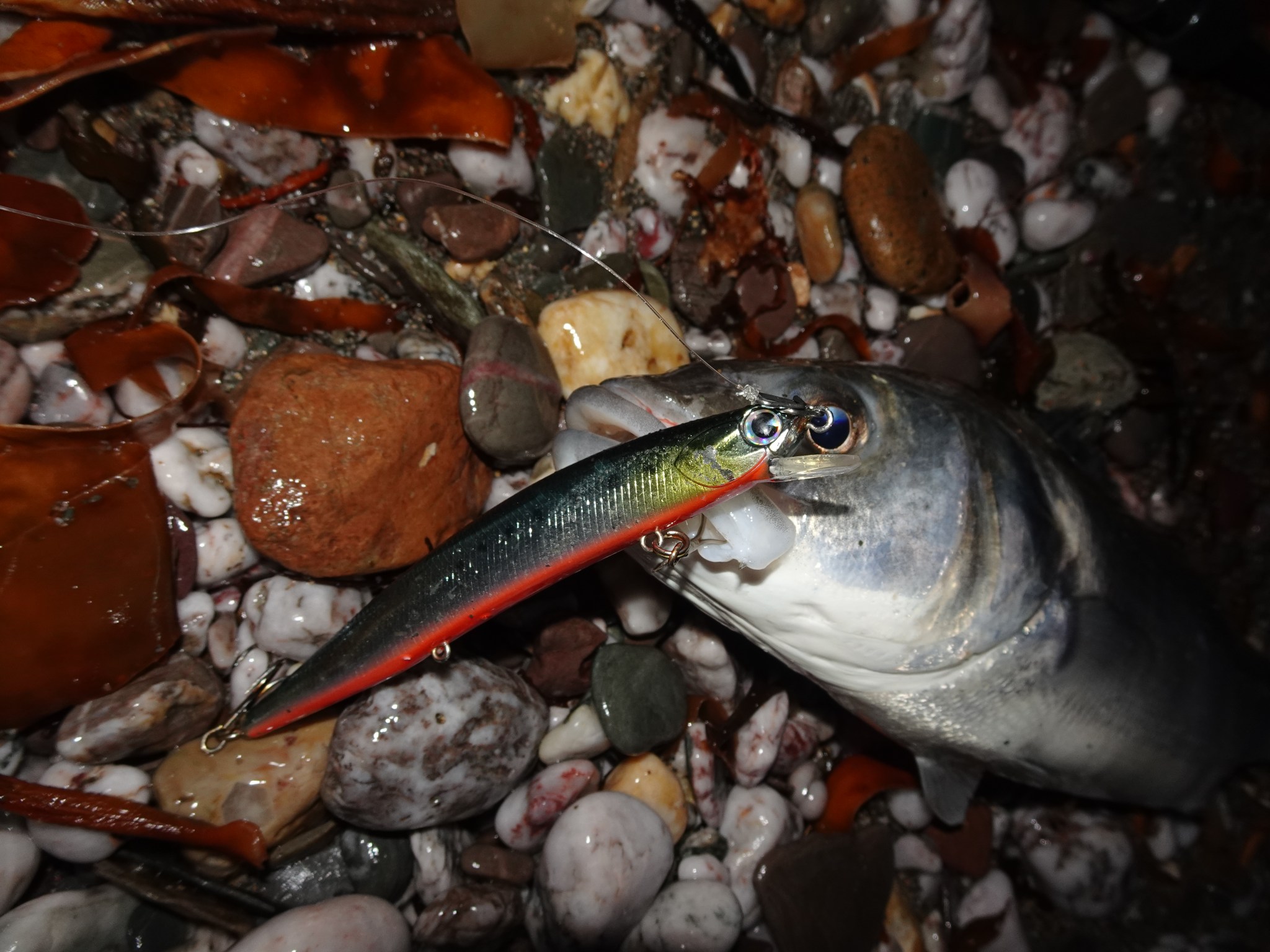 Client Catches – The Ultimate Trigger Point? – South Devon Bass Guide Ltd