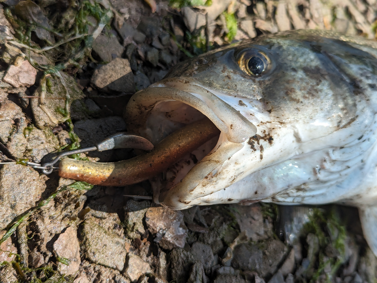 Client Catches – The ‘Splash Factor…’ – South Devon Bass Guide Ltd