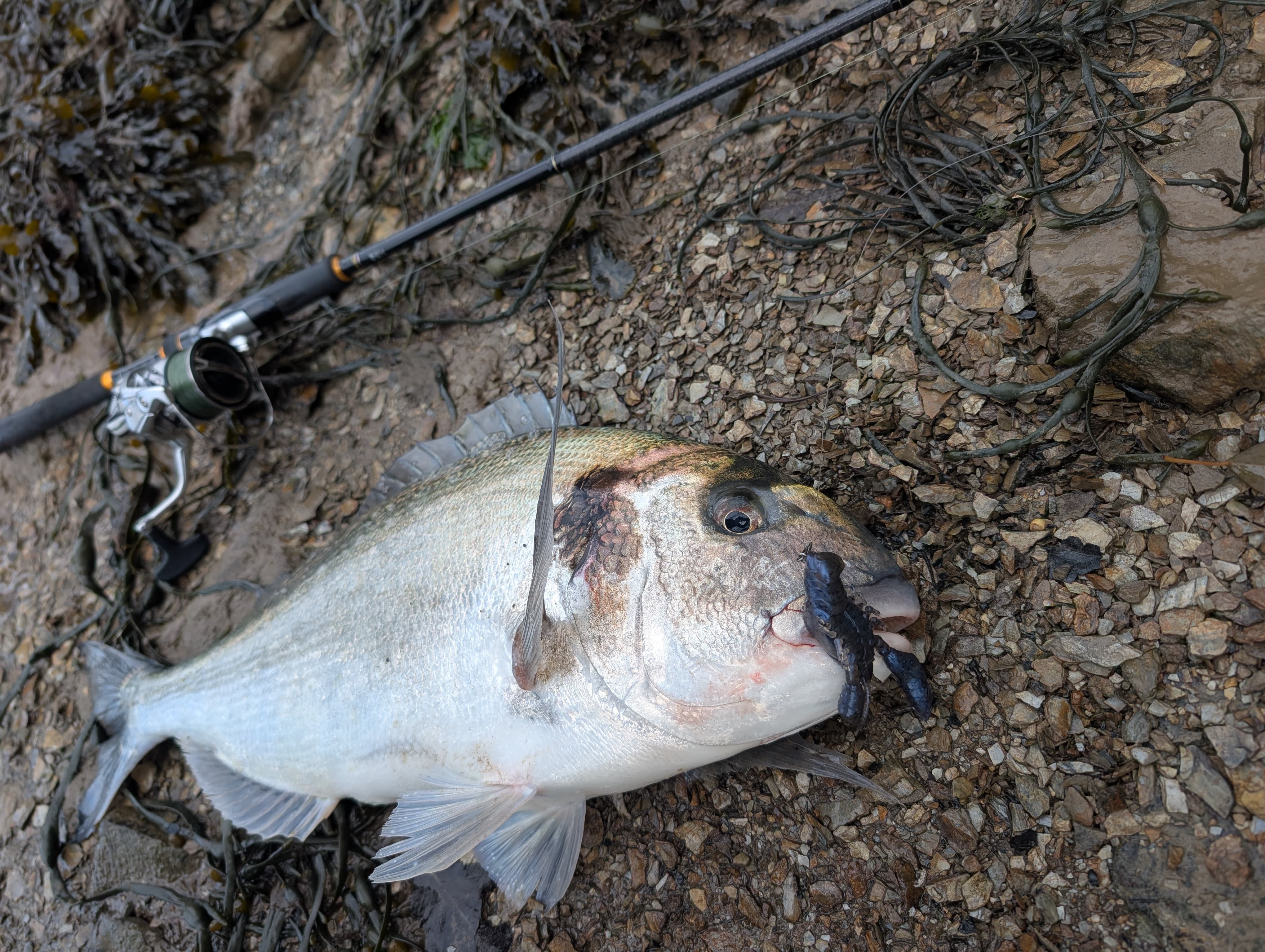 2nd Guide Client Catches – Lure-caught | 6lb 14oz Gilthead Bream ...